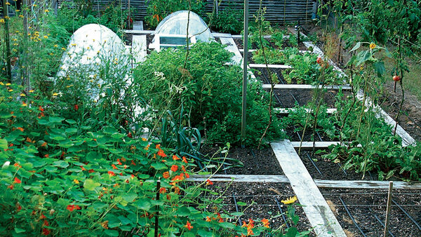 ‘Prairie Fire’ red switchgrass - FineGardening