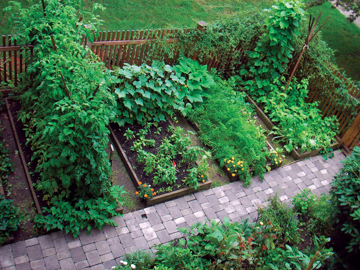 Maximize Your Harvest with Succession Planting - Fine Gardening