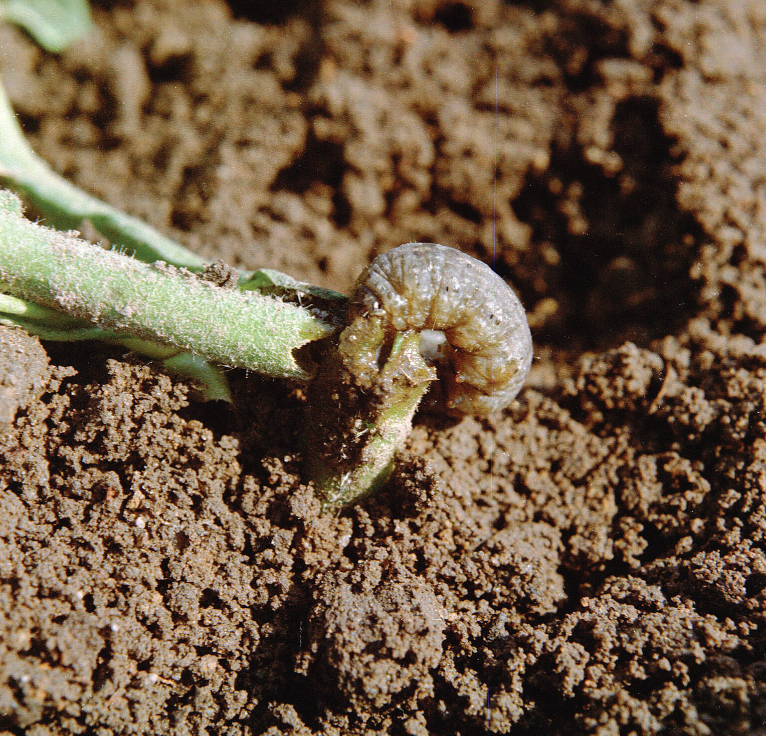How to Get Rid of Cutworms in the Garden - Fine Gardening