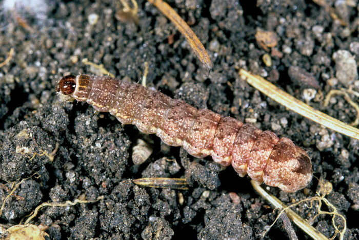 How to Get Rid of Cutworms in the Garden - Fine Gardening