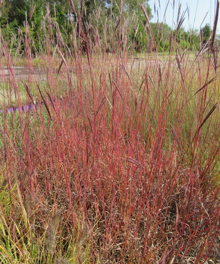 Big Bluestems for Big Fall Color in the Midwest - Fine Gardening