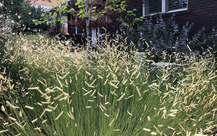 Native Grasses Shine in the Southern Plains - Fine Gardening