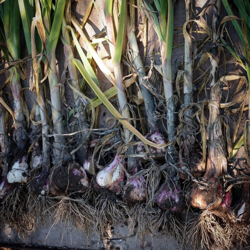 Growing Garlic in the Southeast - Fine Gardening