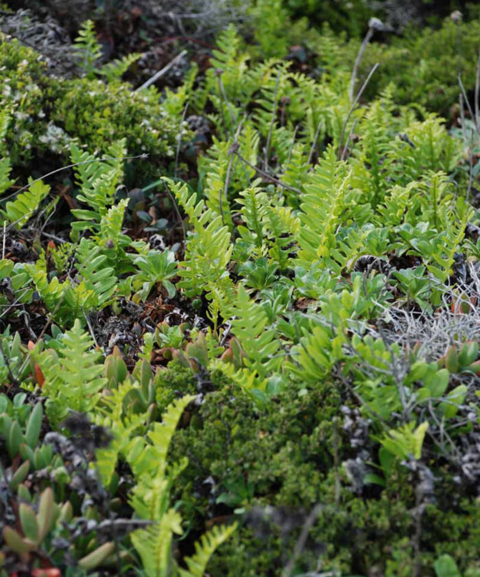 Easy-to-Grow Ferns for Northern California - Fine Gardening