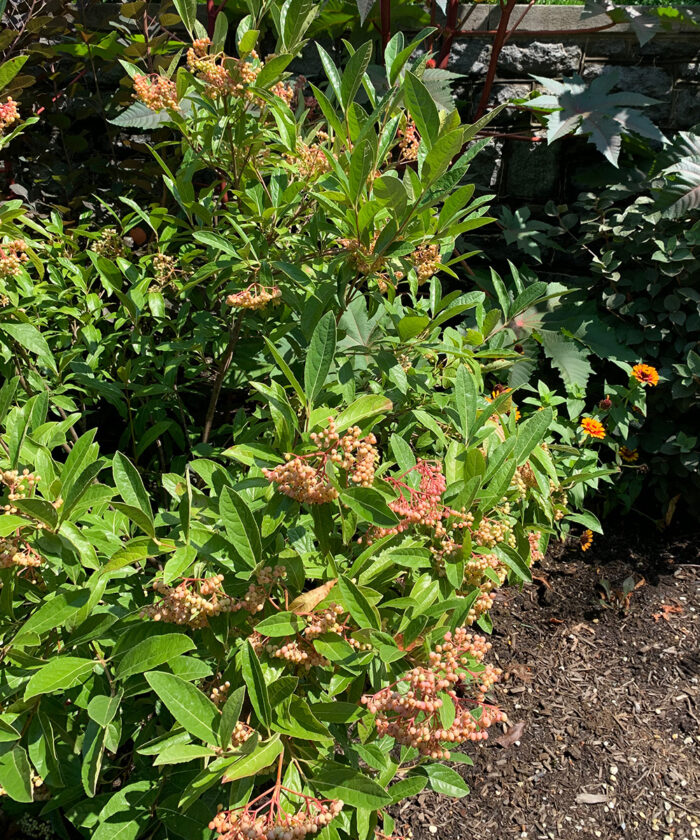 Shrubs with Spectacular Fall Fruit for the Mid-Atlantic - Fine Gardening