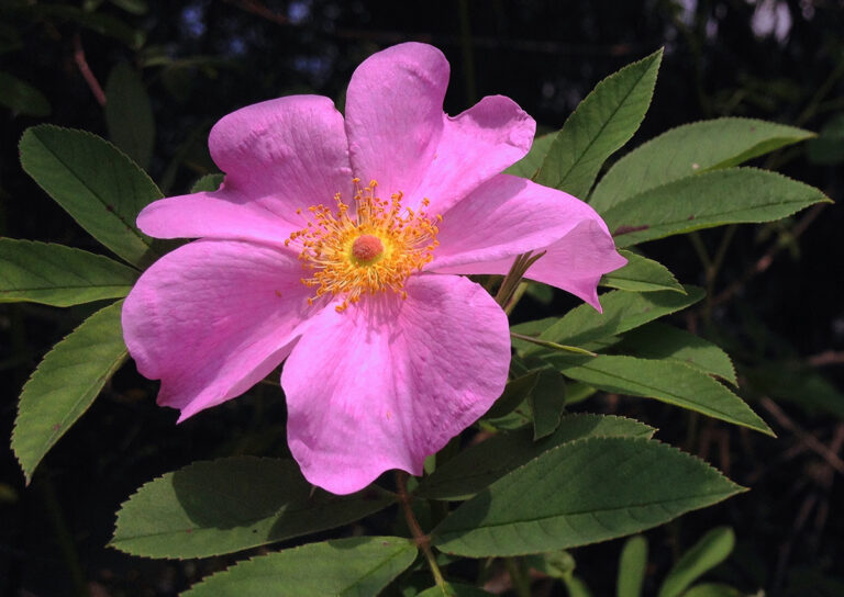 Spring-Blooming Roses for the South - Fine Gardening