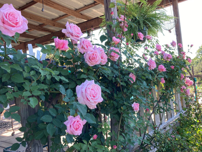 Spring-Blooming Roses for the South - Fine Gardening