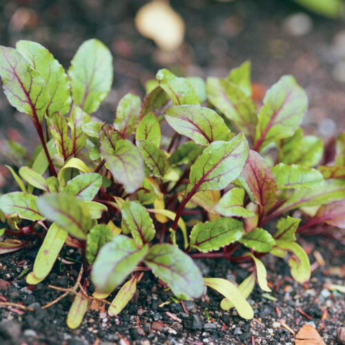 Learn How to Thin Vegetable Seedlings - Fine Gardening