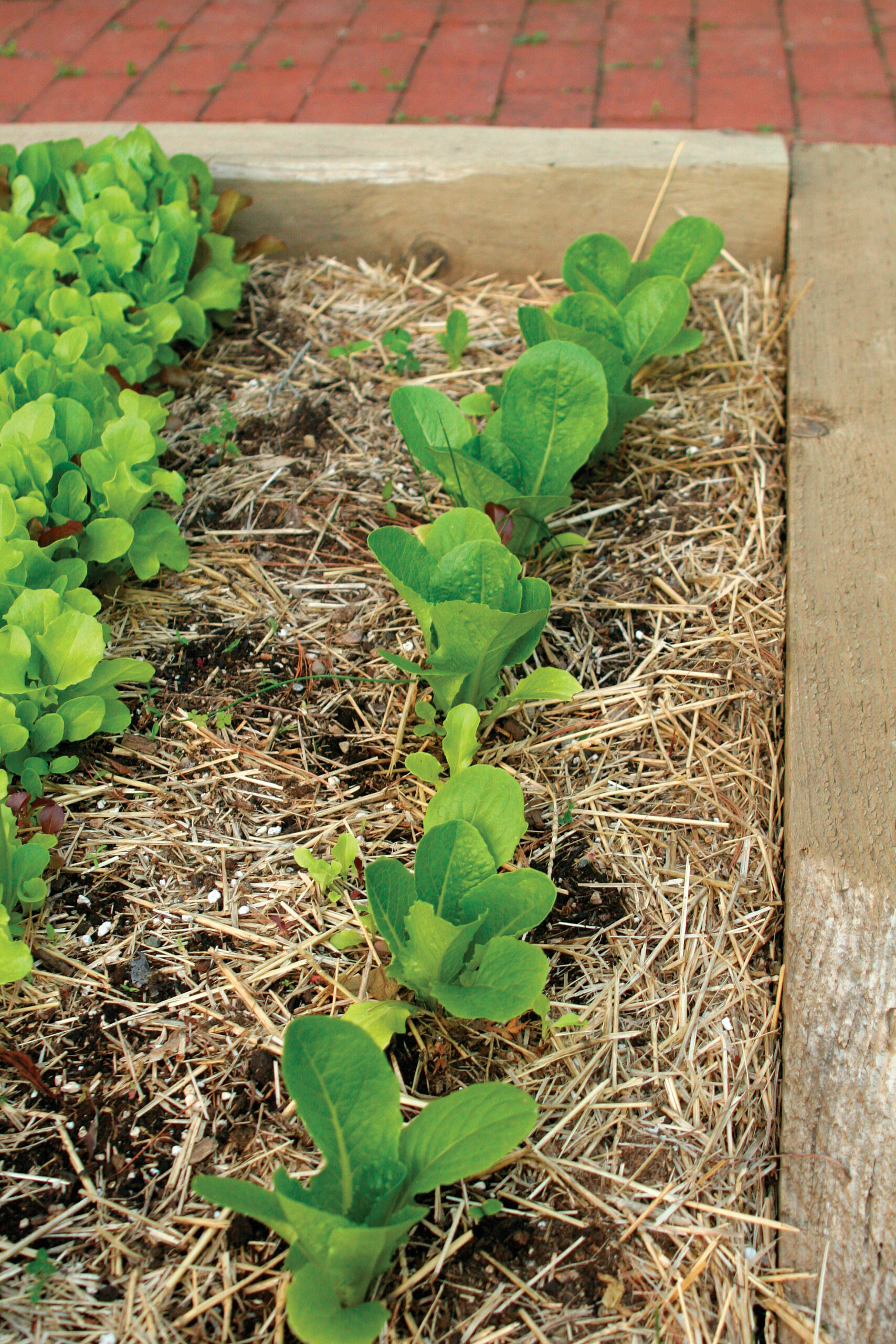 Learn How to Thin Vegetable Seedlings - Fine Gardening