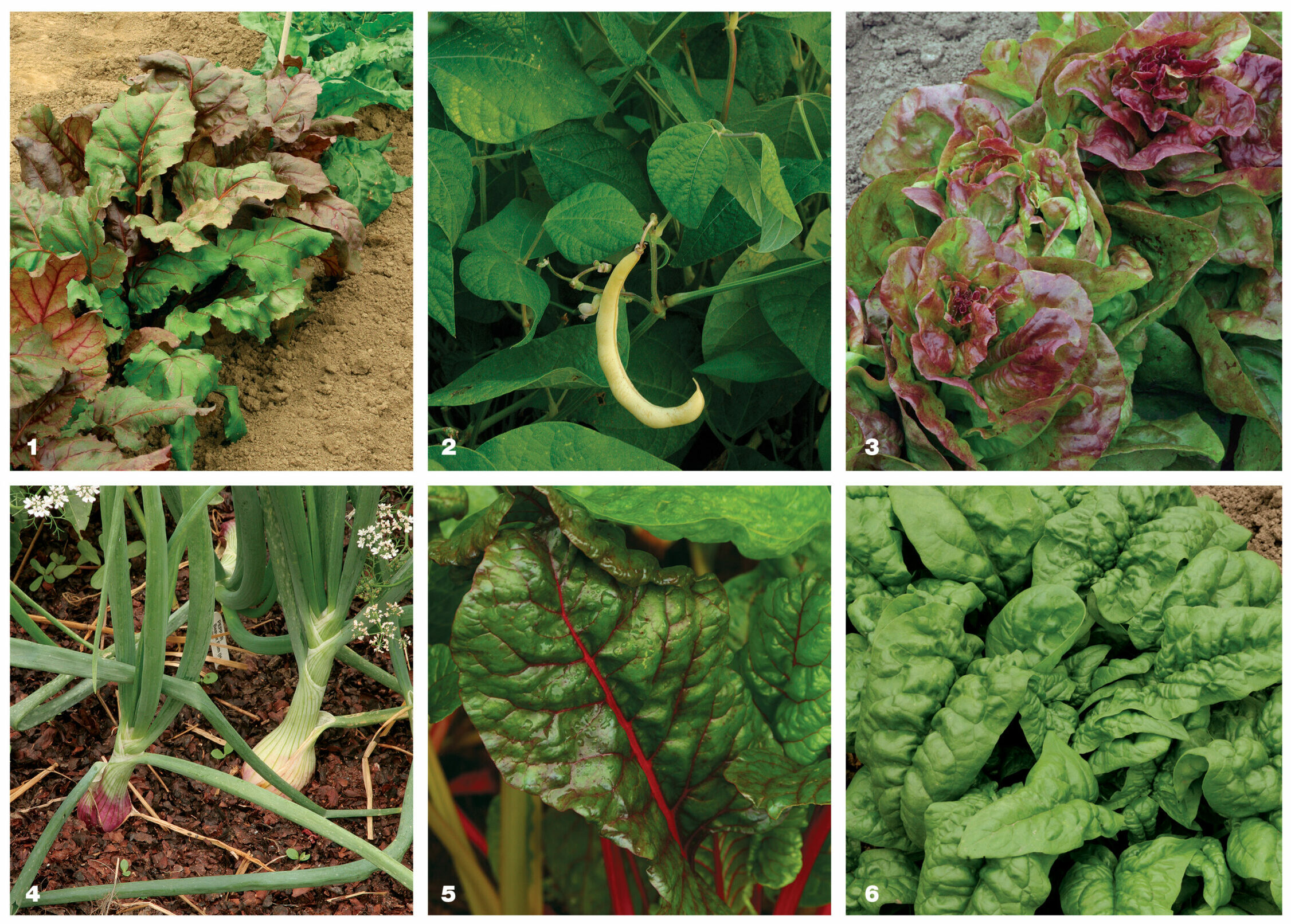 Learn How to Thin Vegetable Seedlings - Fine Gardening