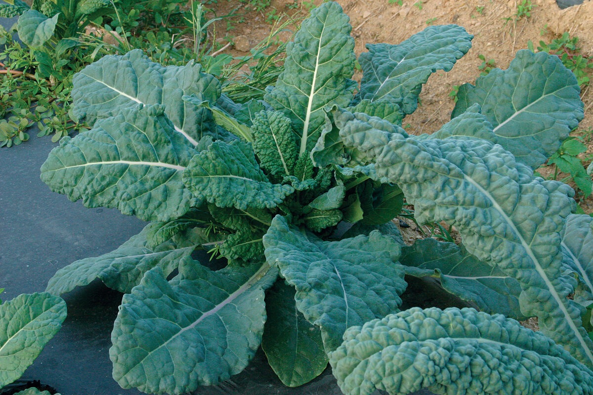 How to Grow Kale - Fine Gardening