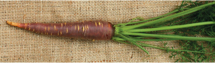 Best Carrot Varieties to Grow From Seed - Fine Gardening