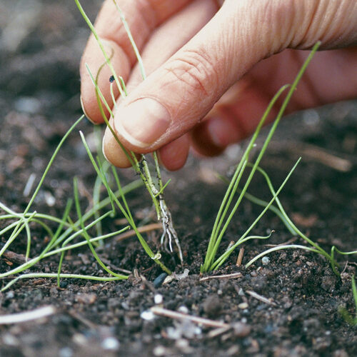 Learn How to Thin Vegetable Seedlings - Fine Gardening