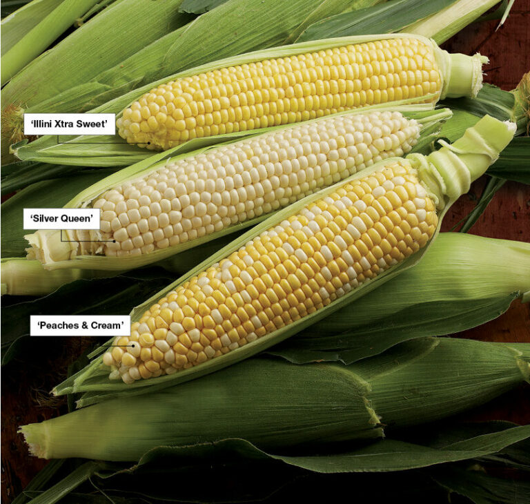 Growing Corn in a Small Space - Fine Gardening