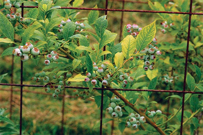 Growing Blueberries - Fine Gardening