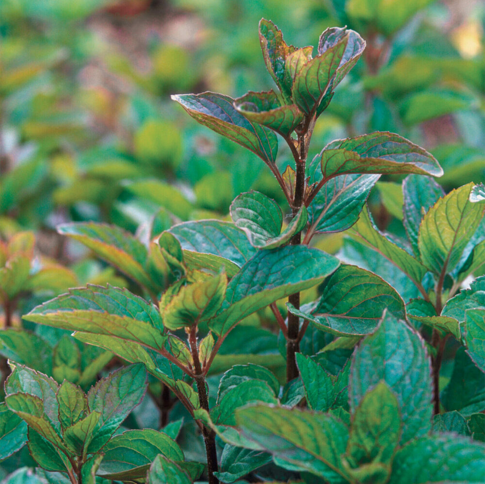 6 Varieties of Mint to Grow for Superb Flavor and Fragrance - Fine ...