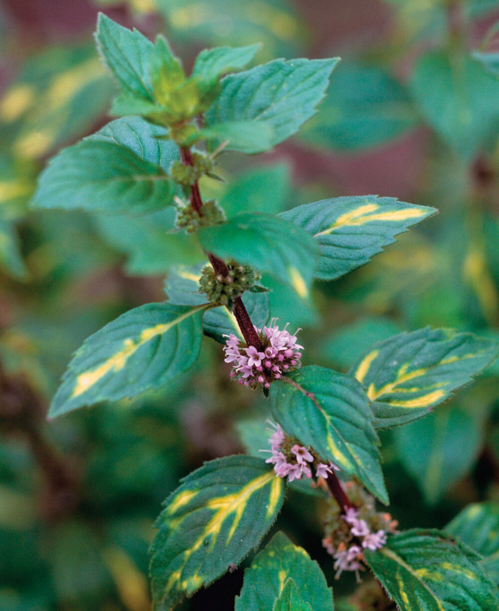 6 Varieties of Mint to Grow for Superb Flavor and Fragrance - Fine ...