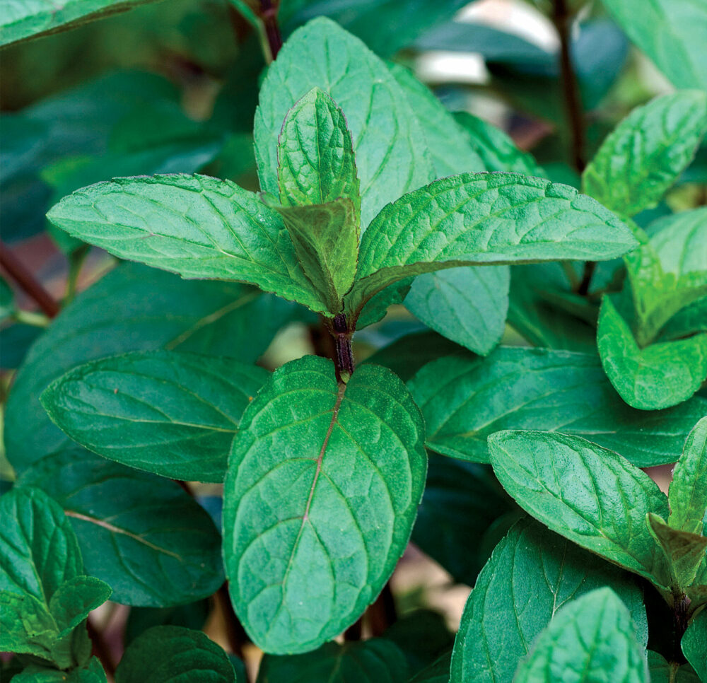 6 Varieties of Mint to Grow for Superb Flavor and Fragrance - Fine ...