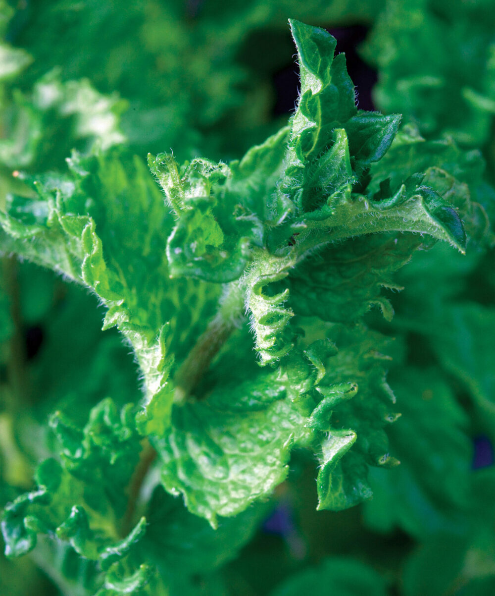 6 Varieties of Mint to Grow for Superb Flavor and Fragrance - Fine Gardening
