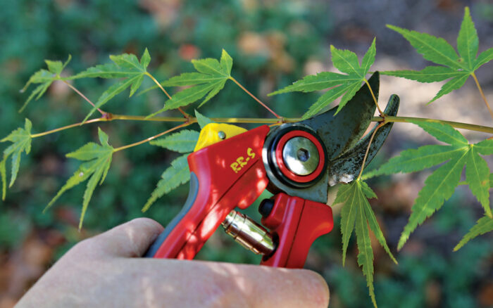 An Easy Approach to Pruning Japanese Maples - Fine Gardening