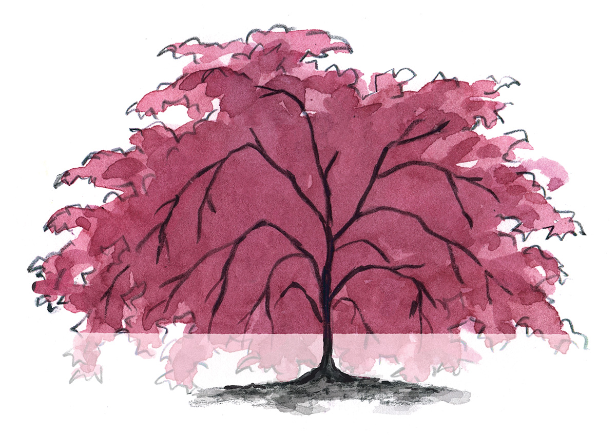 An Easy Approach to Pruning Japanese Maples - Fine Gardening