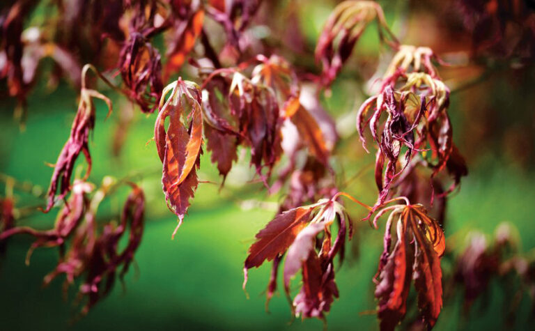 Potential Sources of Trouble for Your Japanese Maple - Fine Gardening