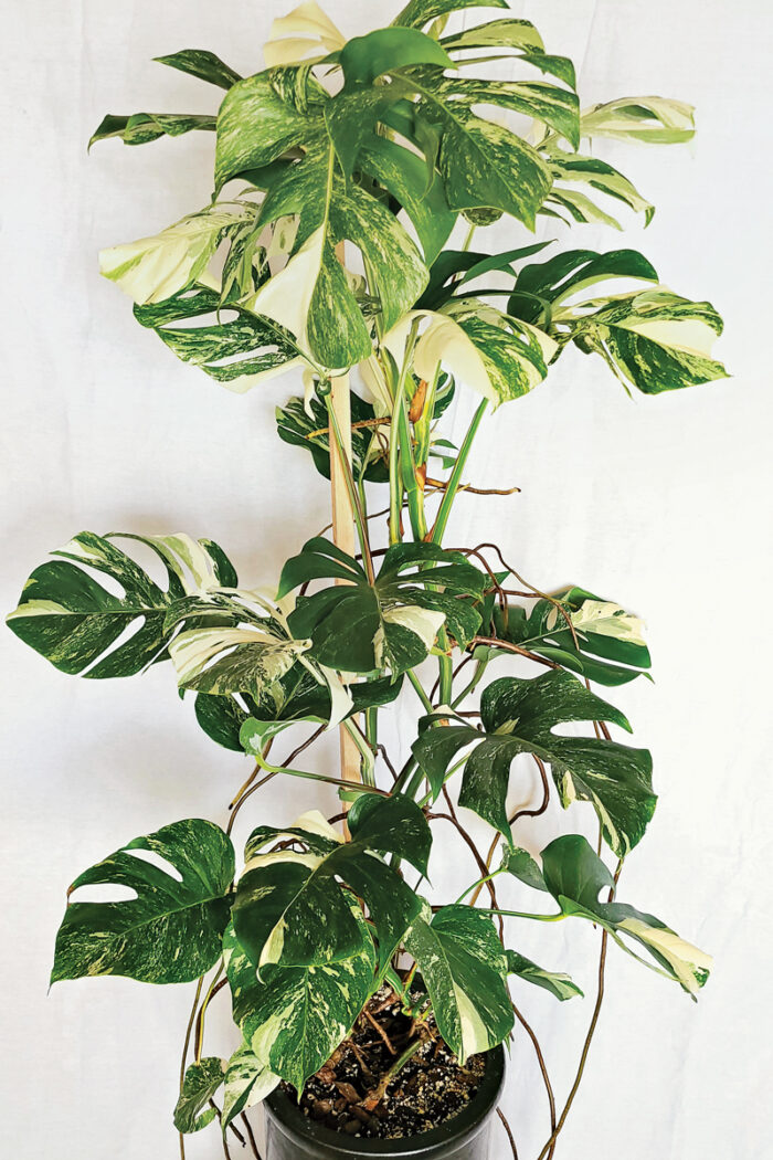 How to Grow Monsteras, Great Cultivars, and Pests to Watch Out For ...