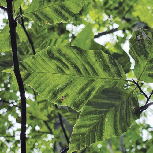 What You Need to Know About Beech Leaf Disease - Fine Gardening