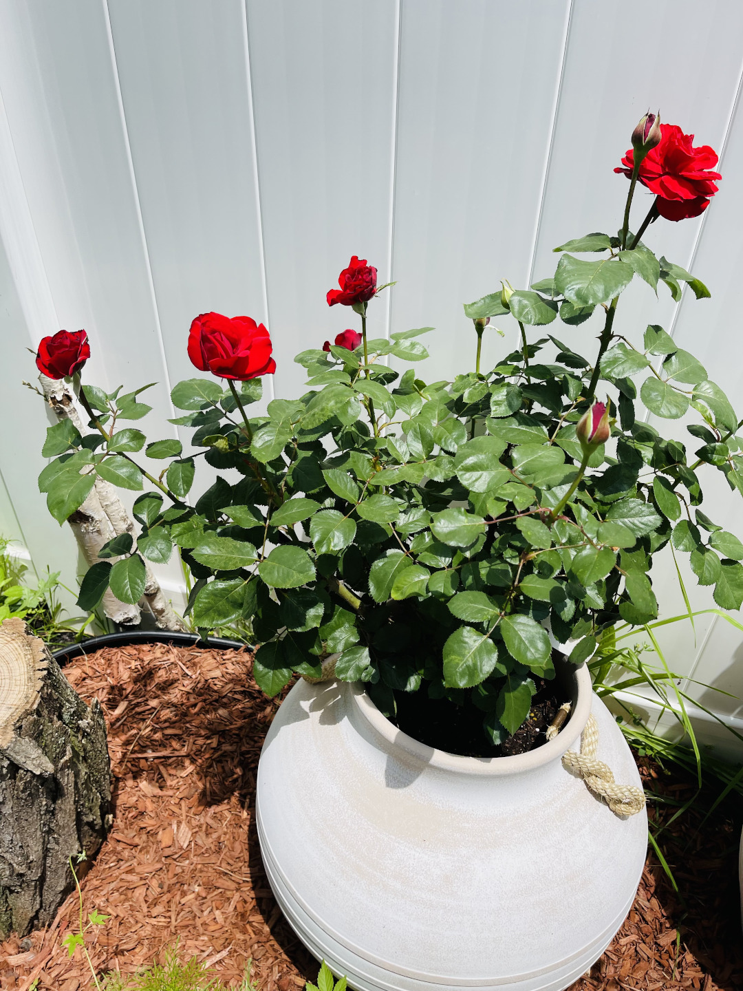 Aissa’s New Garden - Fine Gardening