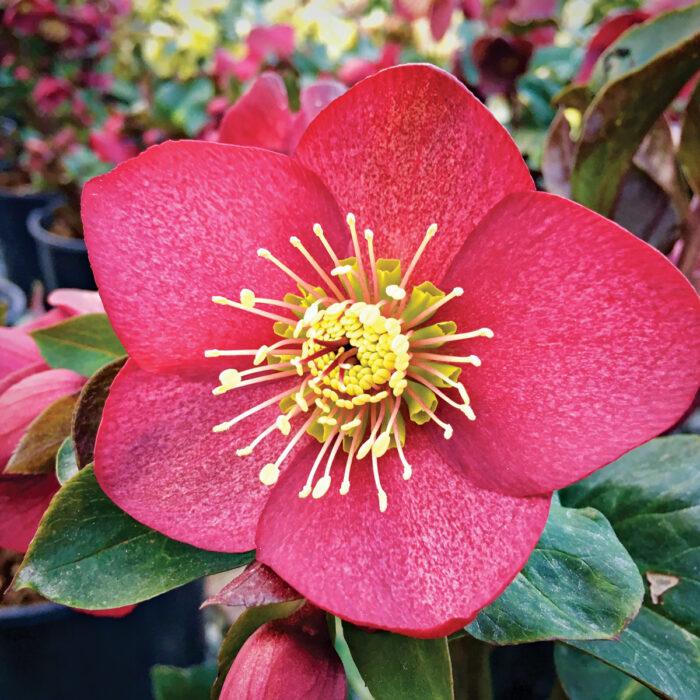 Winter Interest from the Ground Up - Fine Gardening