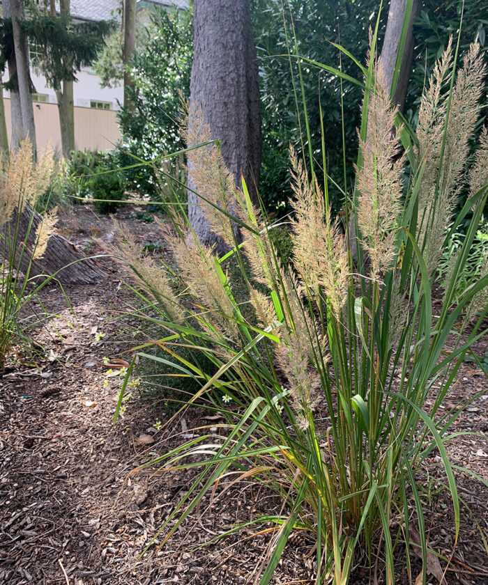Fabulous Fall Grasses for the Mid-Atlantic - Fine Gardening