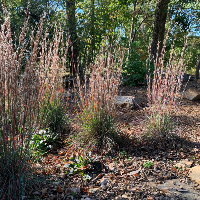 Fabulous Fall Grasses for the Mid-Atlantic - Fine Gardening
