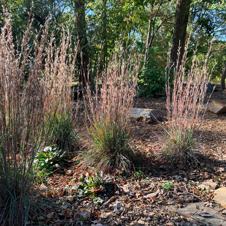 Fabulous Fall Grasses for the Mid-Atlantic - Fine Gardening