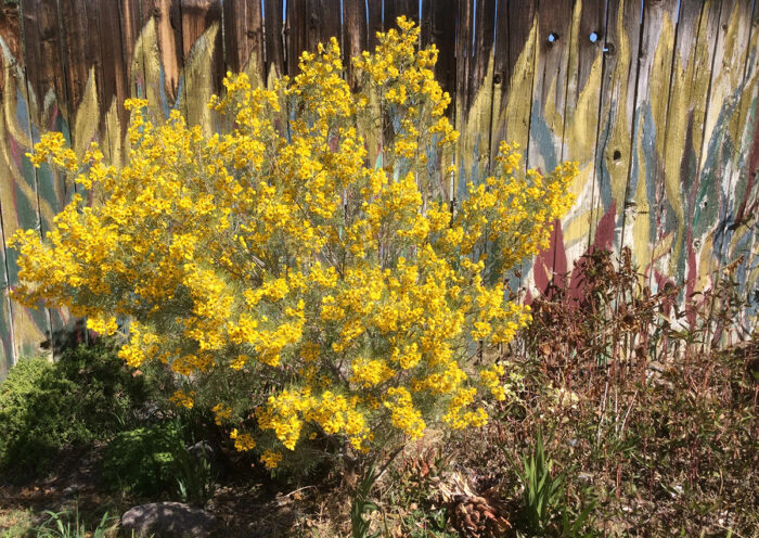 Tough, Low-Maintenance Shrubs for Southern California - Fine Gardening