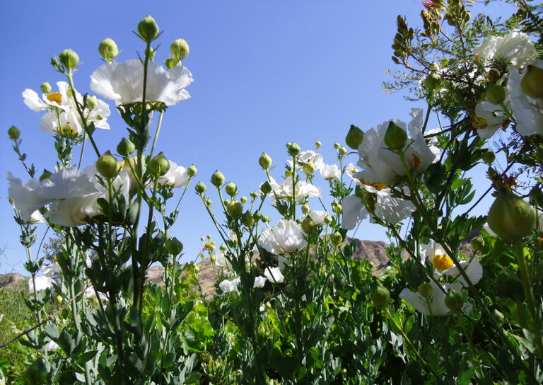 Tough, Low-Maintenance Shrubs for Southern California - Fine Gardening