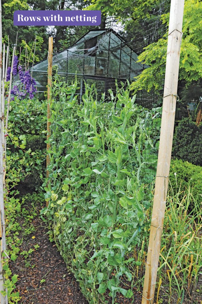 How to Grow Sweet Peas - Fine Gardening