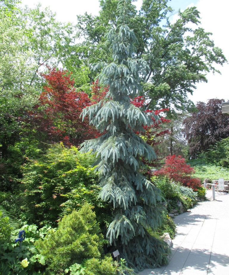 Blue Conifers for the Midwest - Fine Gardening