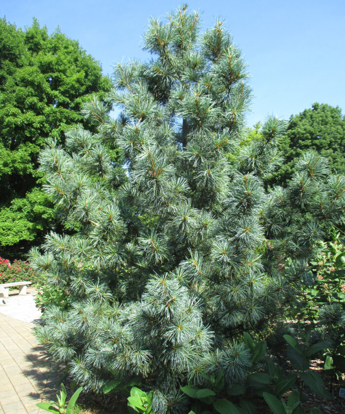 Blue Conifers for the Midwest - Fine Gardening