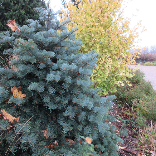 Blue Conifers for the Midwest - Fine Gardening