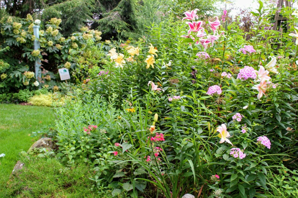 Lily Time in Luana’s Garden - Fine Gardening