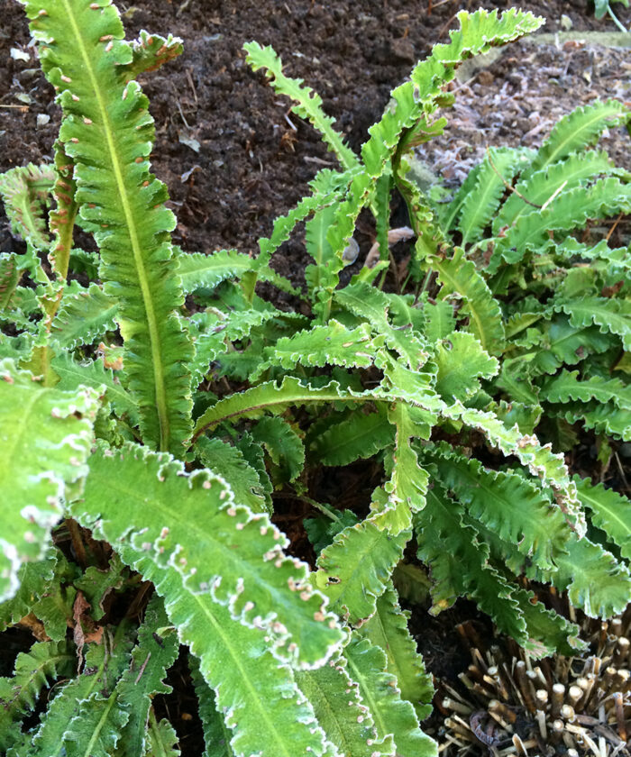 Intriguing Evergreens for the Northwest Garden - Fine Gardening