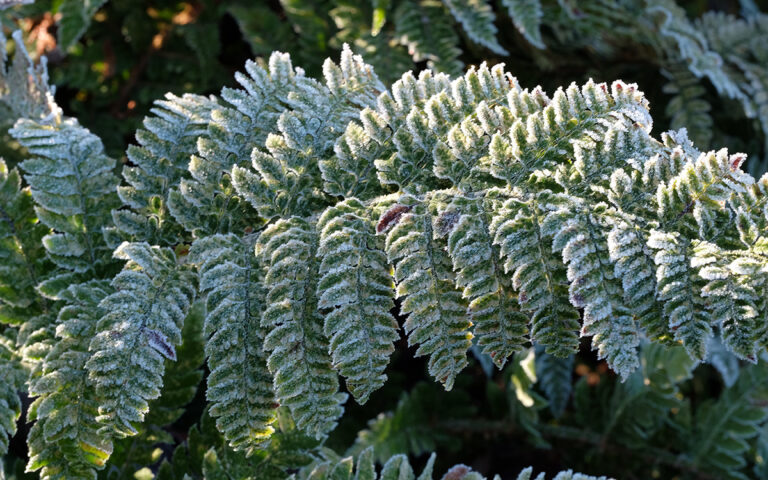 Intriguing Evergreens for the Northwest Garden - Fine Gardening