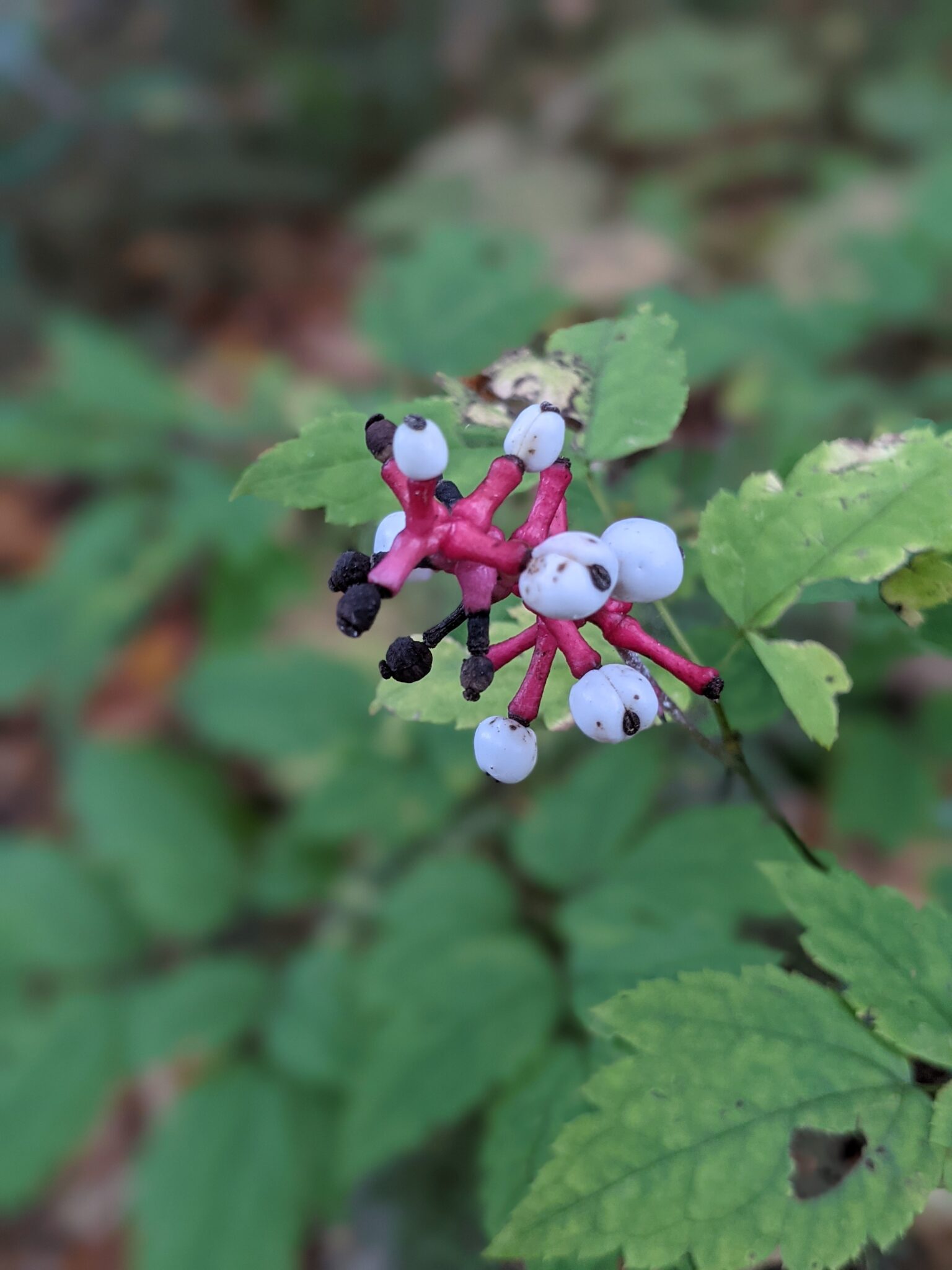 Episode 101: Berried Treasure - Fine Gardening