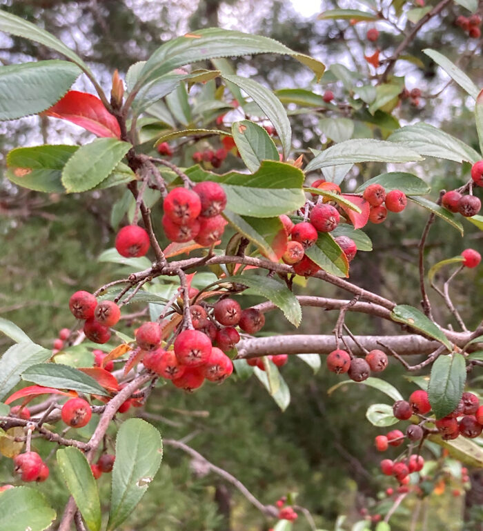 Winter Plants for Birds in the South - Fine Gardening