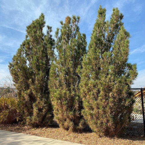 Narrow Conifers for the Mountain West - Fine Gardening