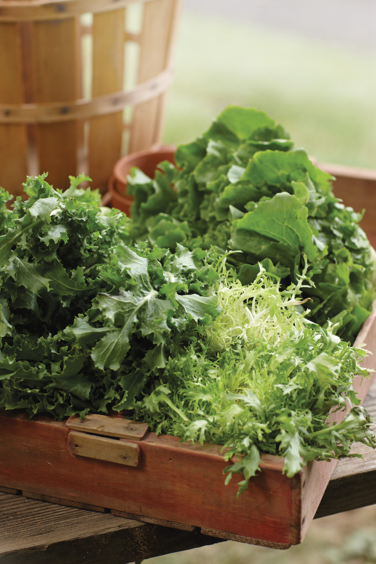 Grow Escarole and Endive in Late Summer for a Fall Harvest - Fine Gardening