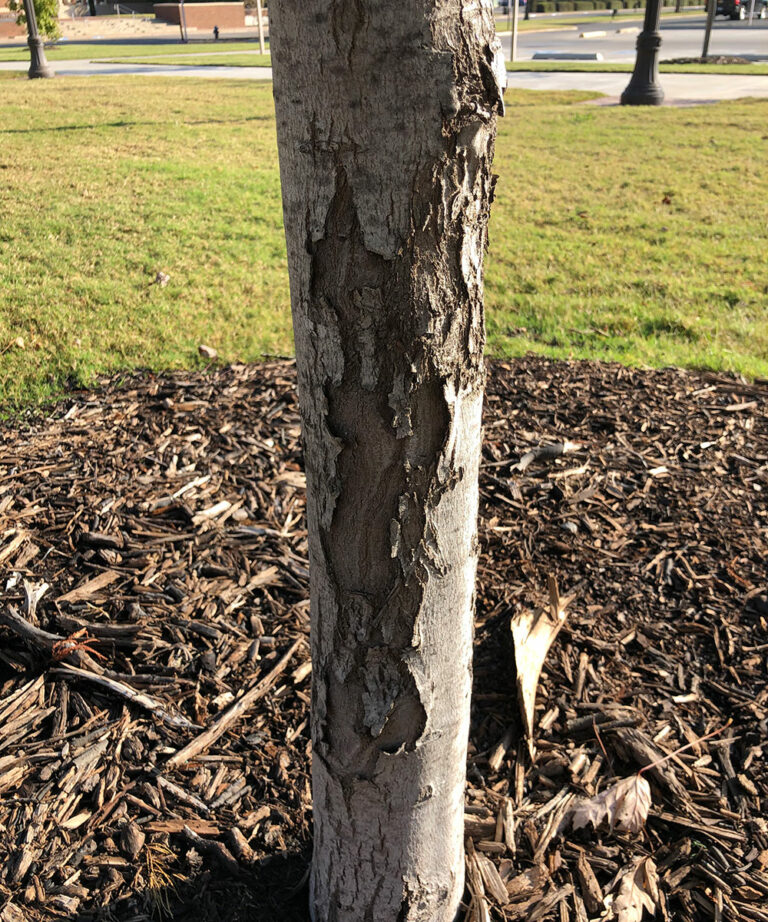 Protecting Trees From Winter Injury in the Southern Plains - Fine Gardening