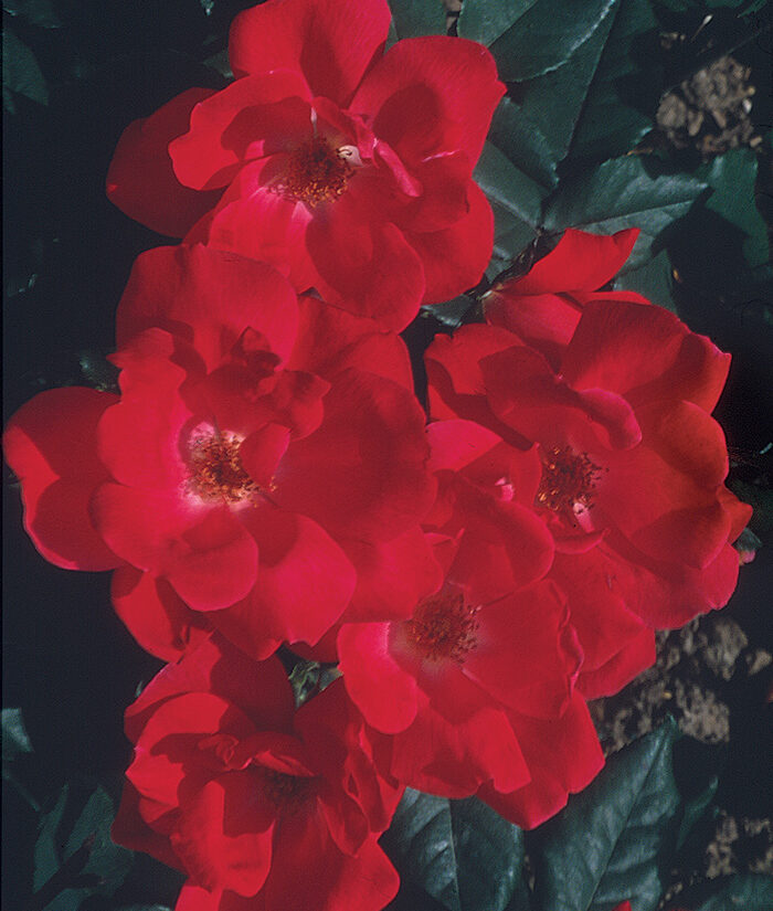 The Best Roses for Your Garden - Fine Gardening