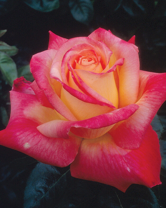 The Best Roses for Your Garden - Fine Gardening