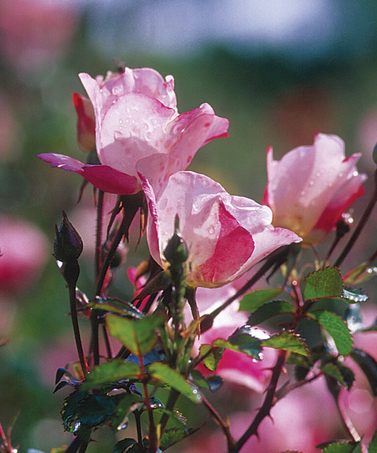 The Best Roses for Your Garden - Fine Gardening